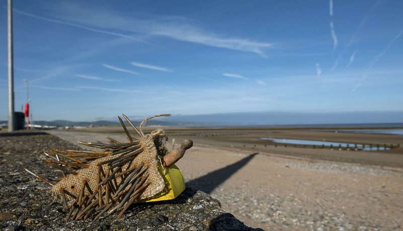Hedgehog on the Beach - Rye Observation